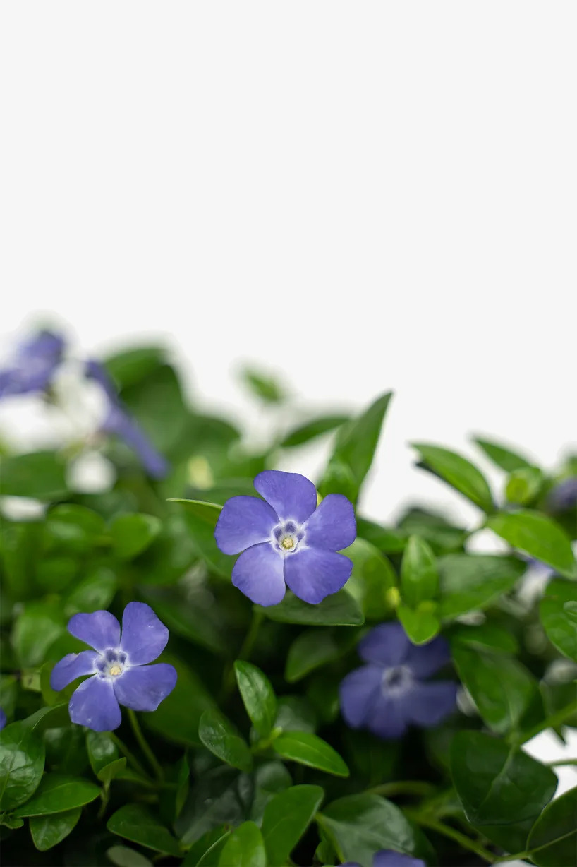 Vinca Minor "Bowles" Periwinkle Plants For Sale | The Tree Center