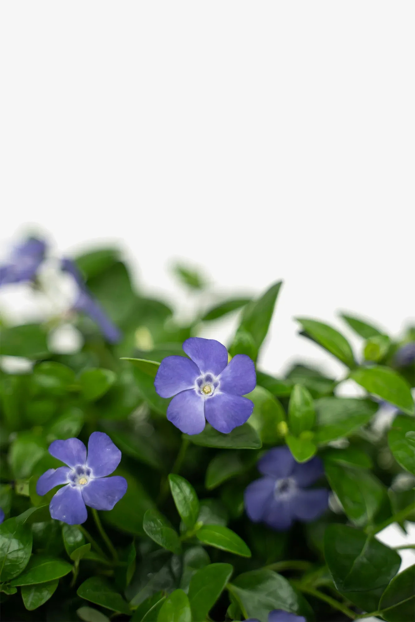 Vinca Minor "Bowles" Periwinkle Plants For Sale | The Tree Center