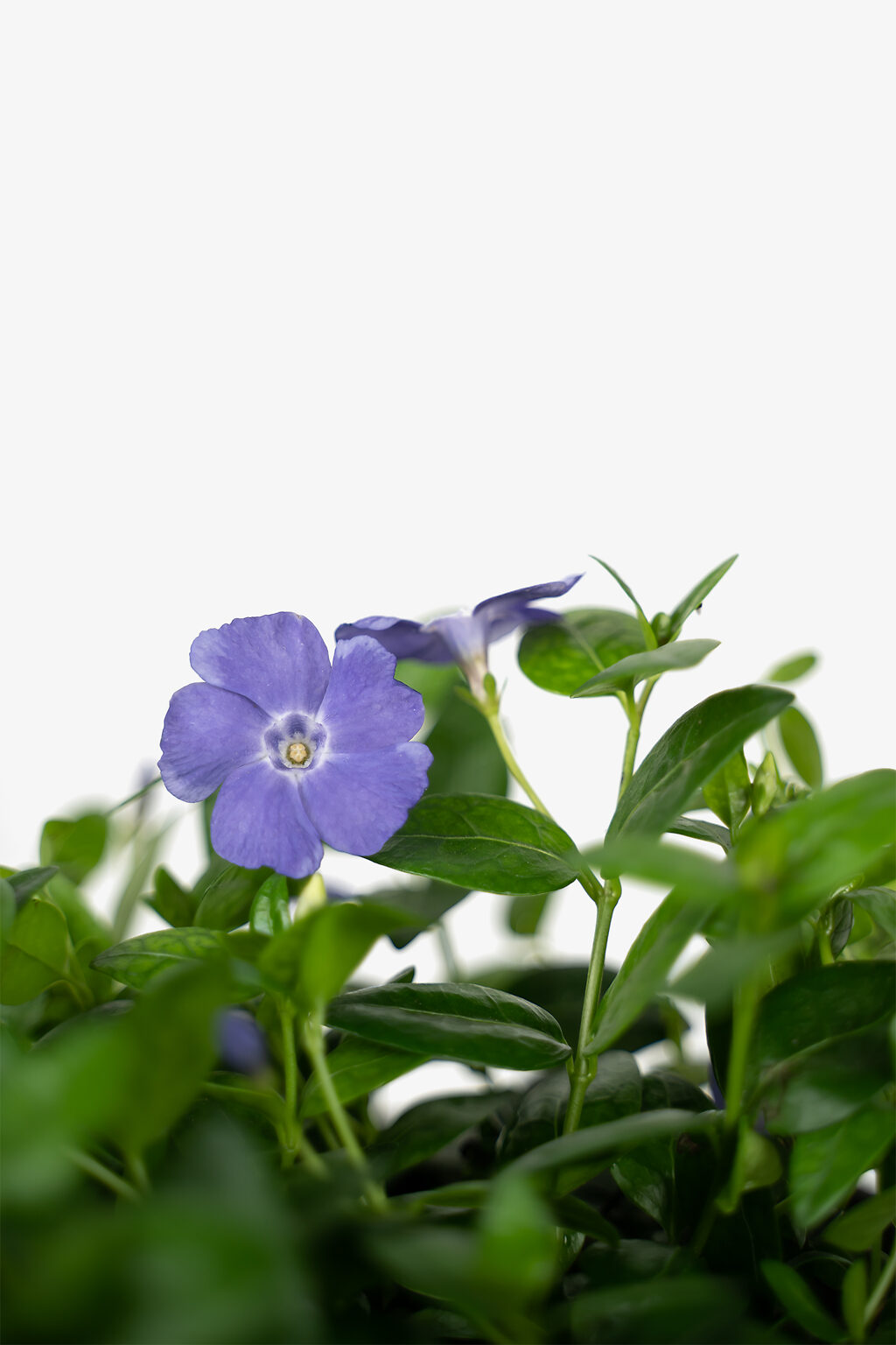Vinca Minor "Bowles" Periwinkle Plants For Sale | The Tree Center