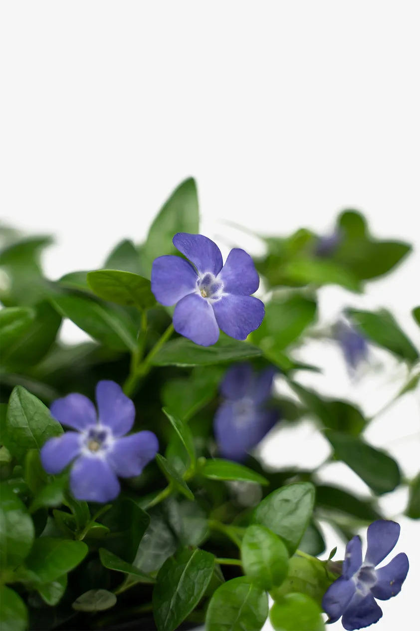 Vinca Minor "Bowles" Periwinkle Plants For Sale | The Tree Center