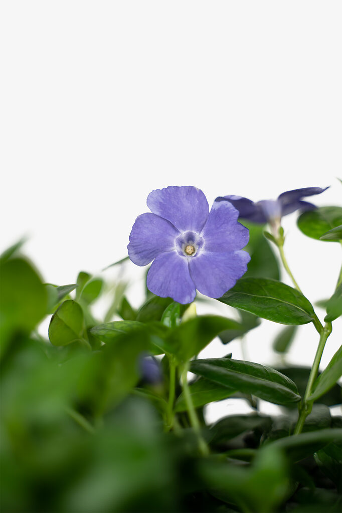 Vinca Minor "Bowles" Periwinkle Plants For Sale | The Tree Center
