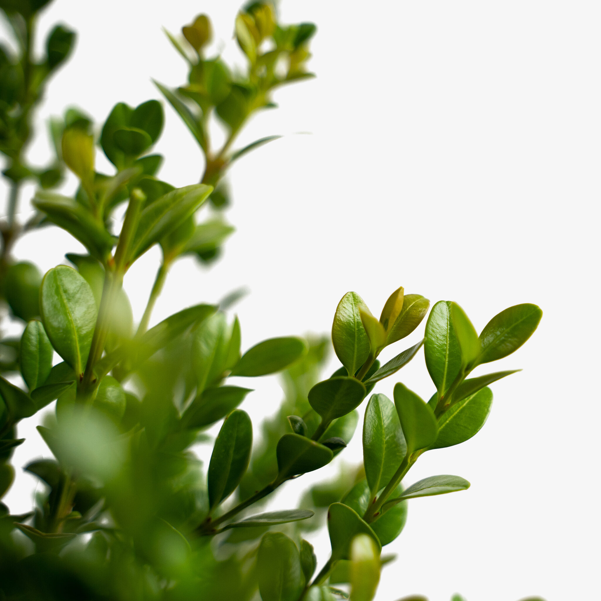 Baby Gem Boxwood Shrubs For Sale | The Tree Center