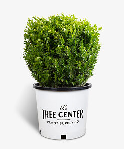 Baby Gem Boxwood Shrubs For Sale | The Tree Center