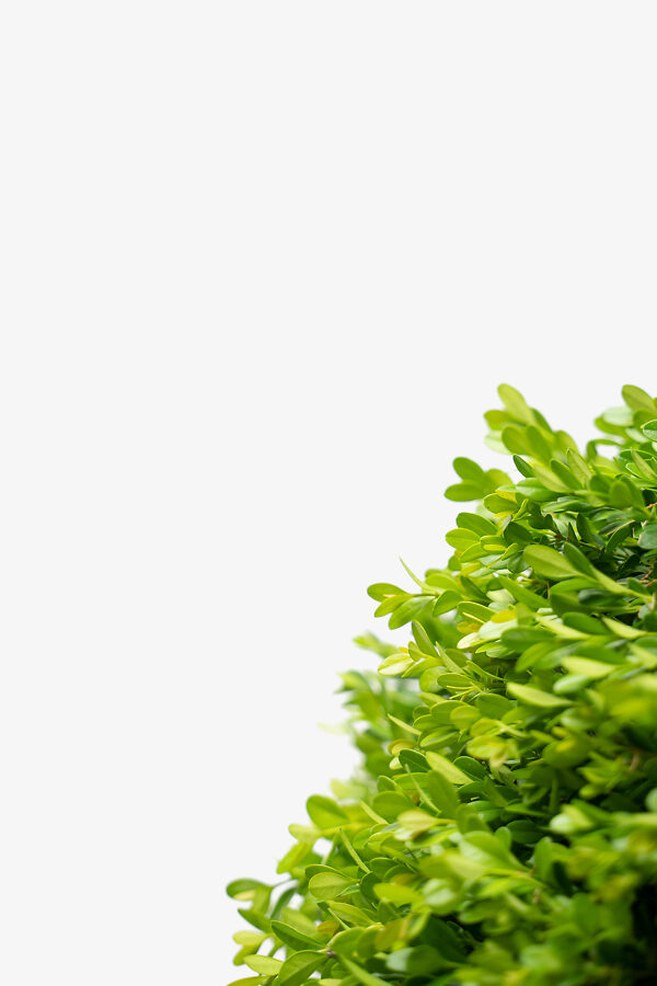 Baby Gem Boxwood Shrubs For Sale | The Tree Center