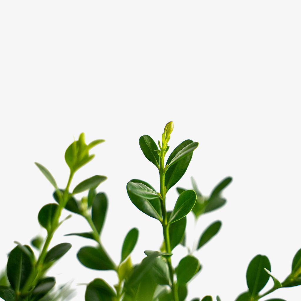 Baby Gem Boxwood Shrubs For Sale | The Tree Center