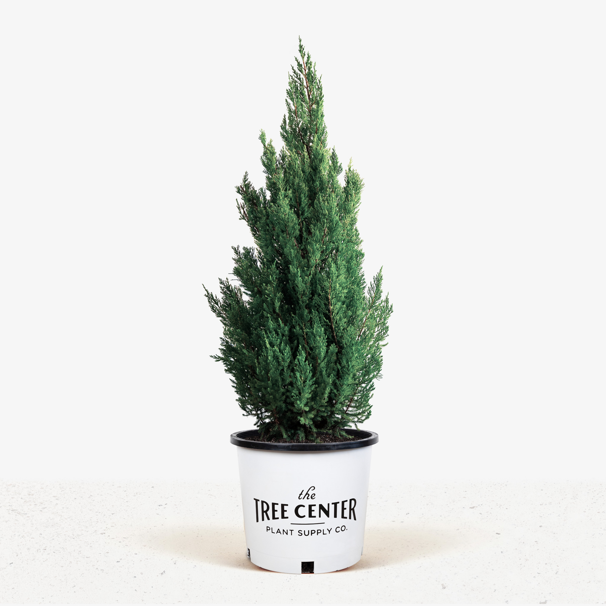 Blue Point Juniper Trees For Sale | The Tree Center
