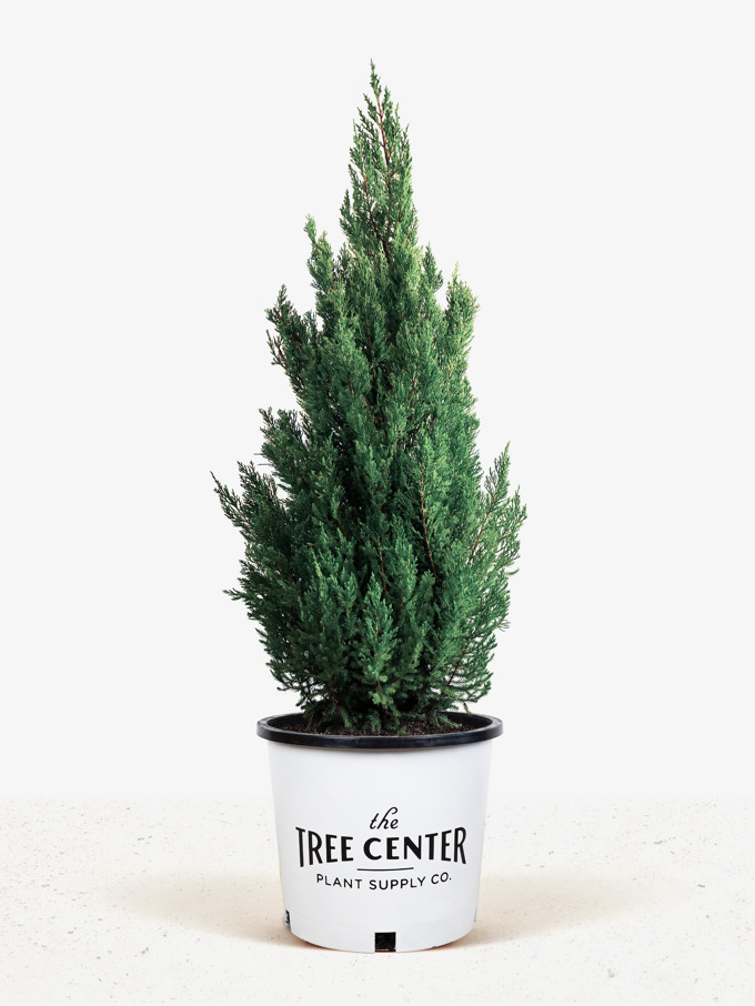 Juniper Trees For Sale Online | The Tree Center