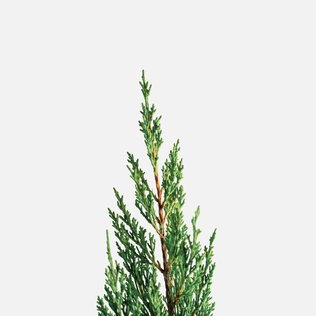 Blue Point Juniper Trees For Sale | The Tree Center