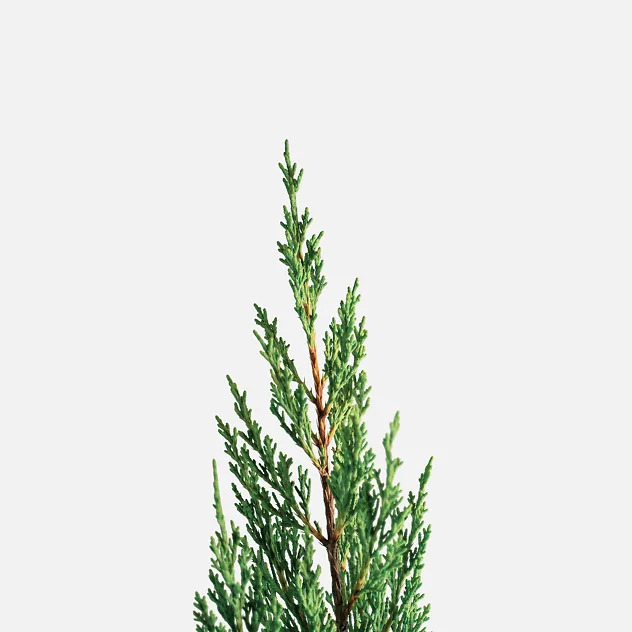 Blue Point Juniper Trees For Sale | The Tree Center