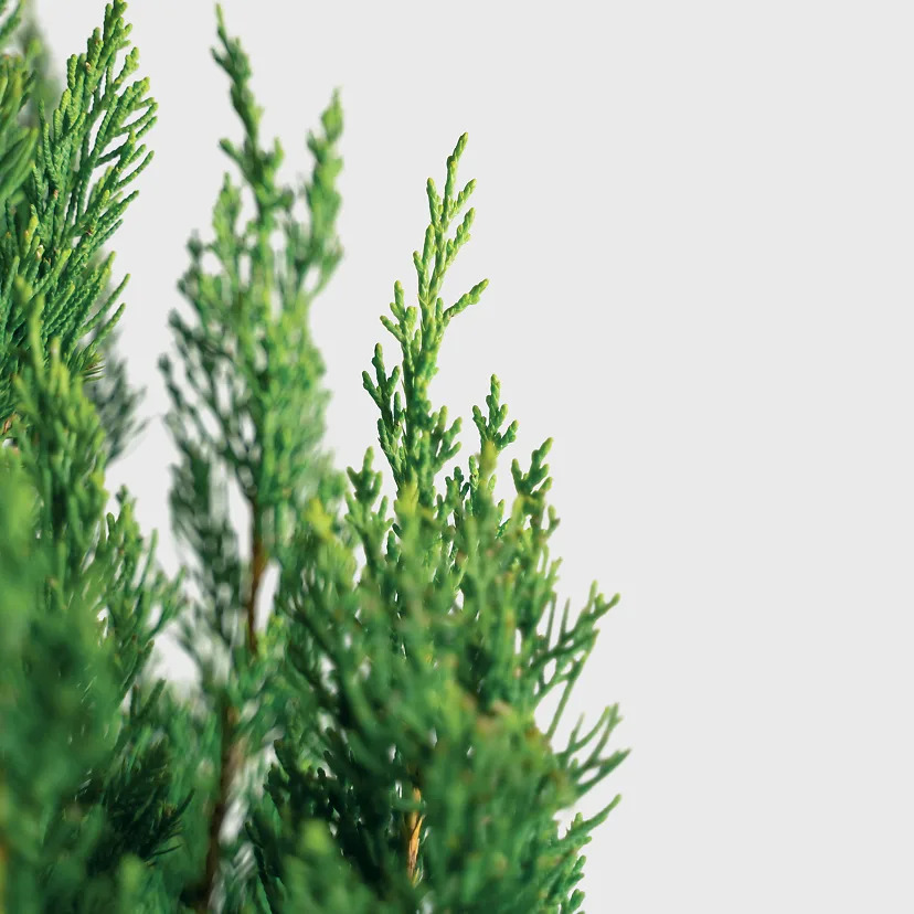 Blue Point Juniper Trees For Sale | The Tree Center