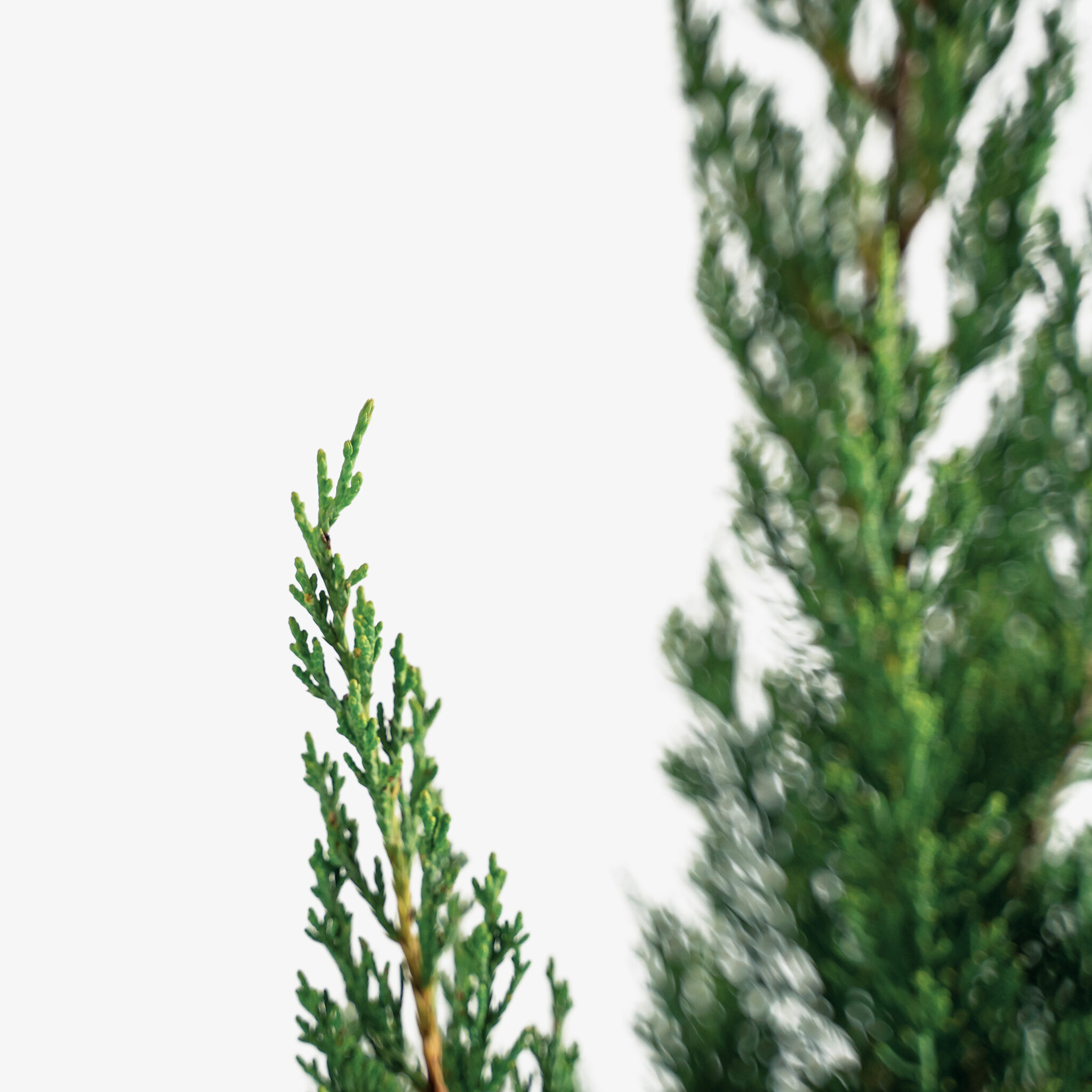 Blue Point Juniper Trees For Sale | The Tree Center