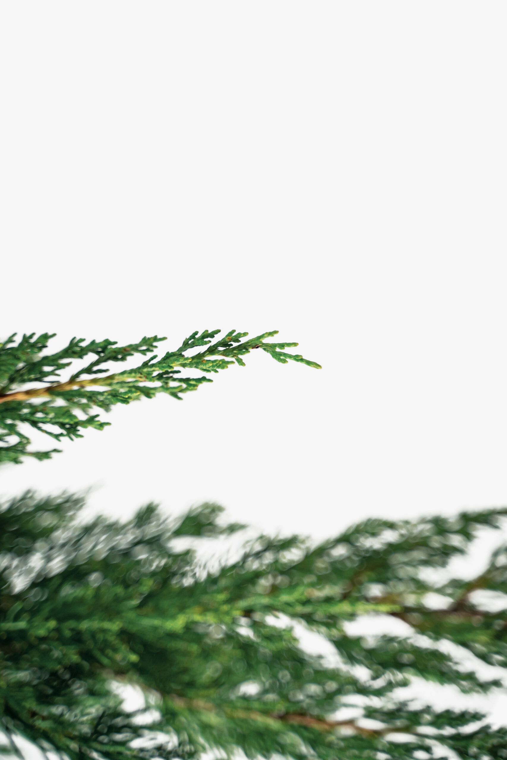 Blue Point Juniper Trees For Sale | The Tree Center
