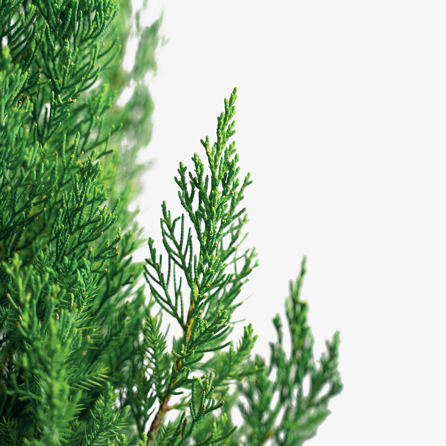 Blue Point Juniper Trees For Sale | The Tree Center