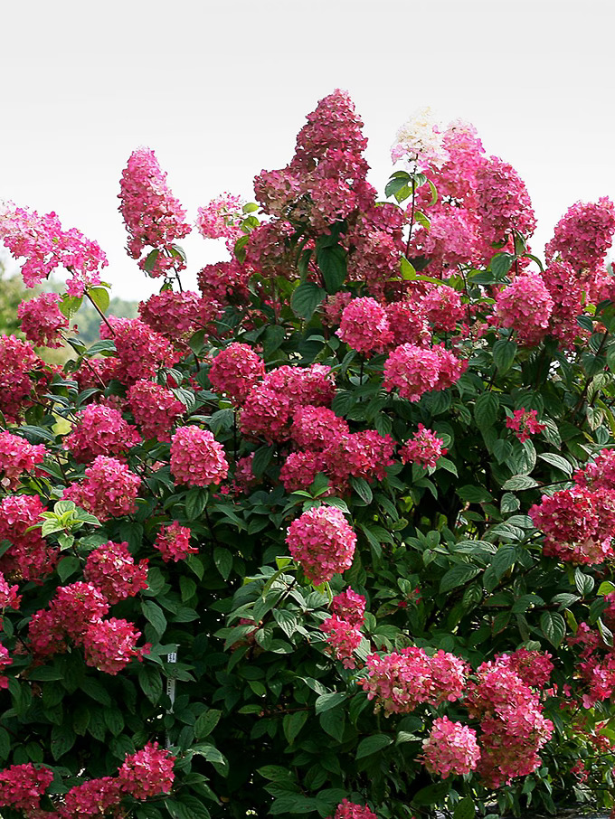 Berry White® Hydrangea For Sale Online | The Tree Center