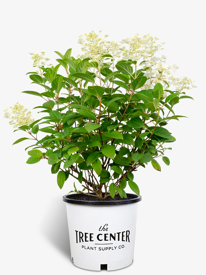 Lemon Wave Hydrangea Shrubs For Sale Online | The Tree Center
