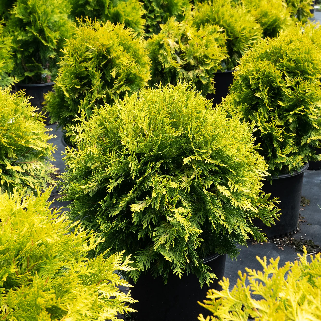 Sunkissed Arborvitae Shrubs For Sale | The Tree Center