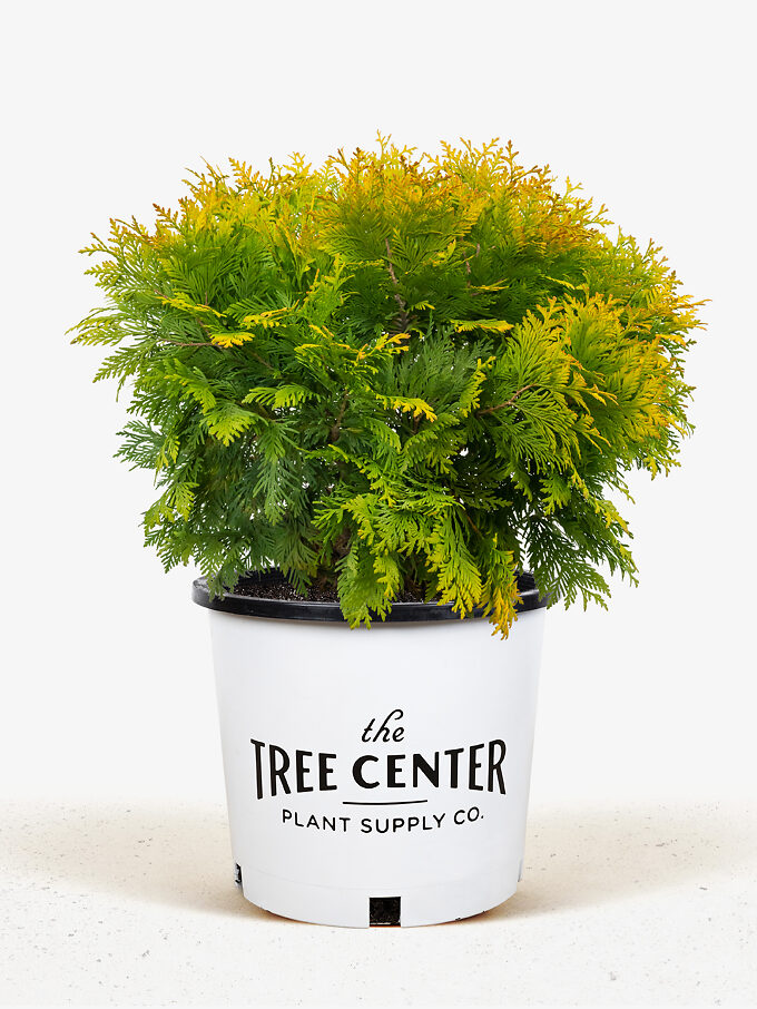 Forever Goldy Arborvitae Trees For Sale | The Tree Center