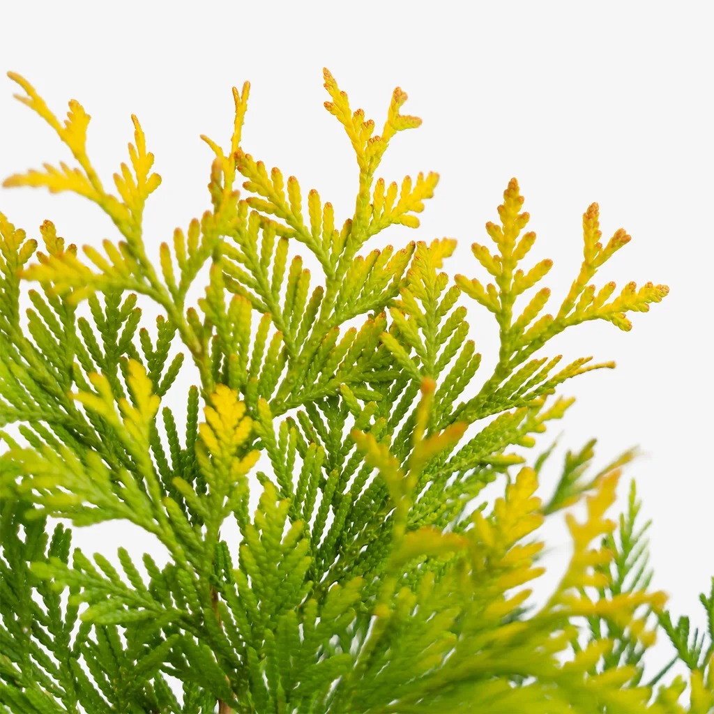 Sunkissed Arborvitae Shrubs For Sale | The Tree Center