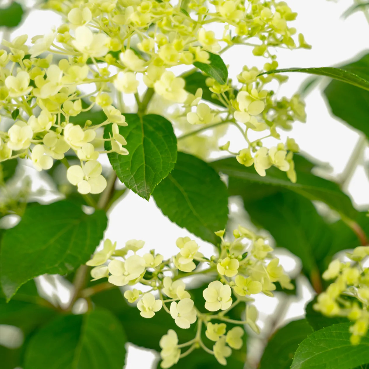 Bobo® Hardy Panicle Hydrangea For Sale | The Tree Center