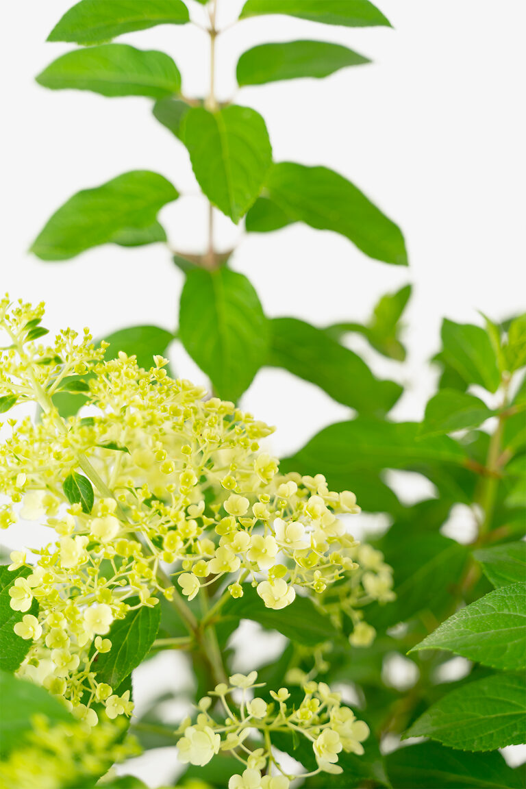 Bobo Hydrangeas For Sale Online | The Tree Center