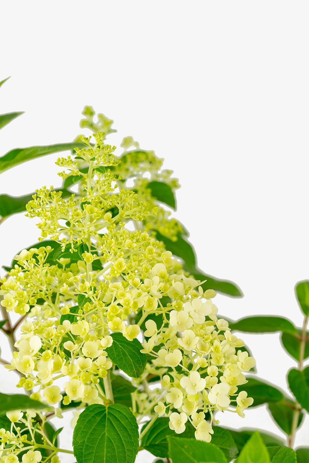 Bobo Hydrangeas For Sale Online | The Tree Center