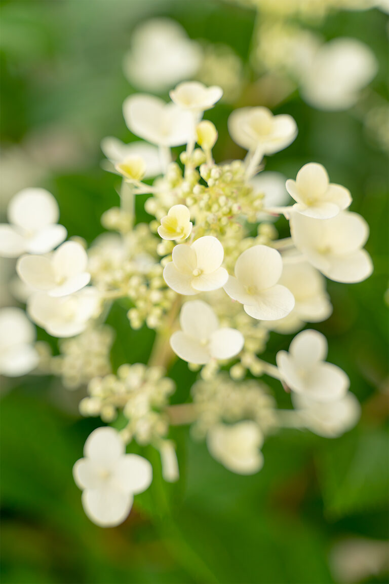 Bobo Hydrangeas For Sale Online | The Tree Center