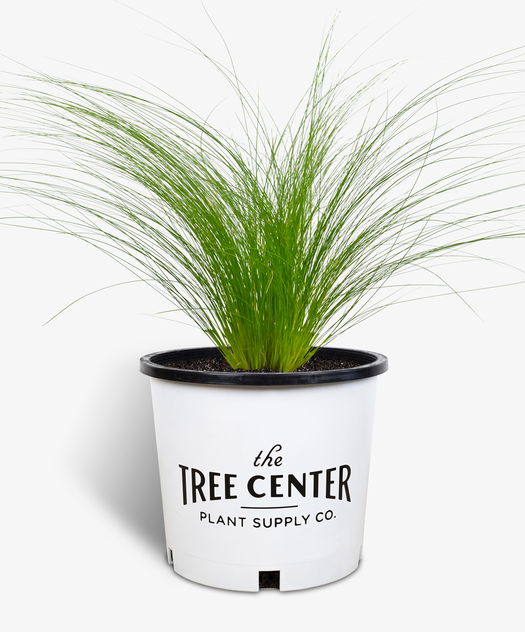 Mexican Feather Grass For Sale Online | The Tree Center