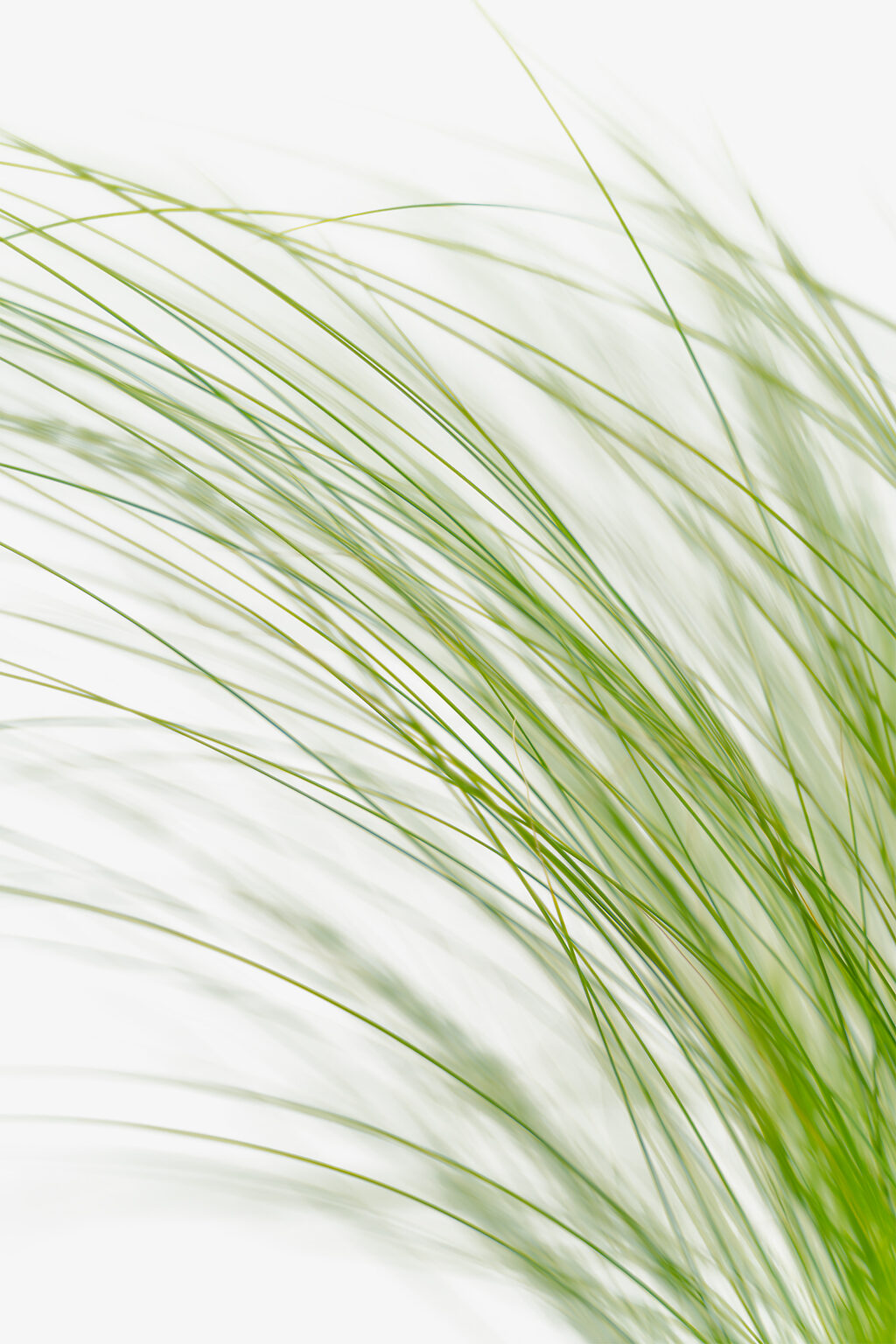 Mexican Feather Grass For Sale Online | The Tree Center