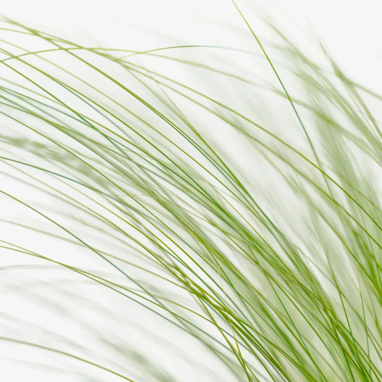 Mexican Feather Grass For Sale Online | The Tree Center