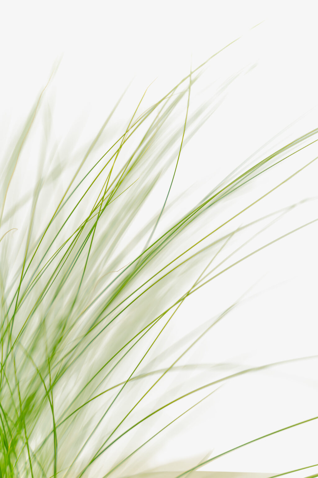Mexican Feather Grass For Sale Online | The Tree Center