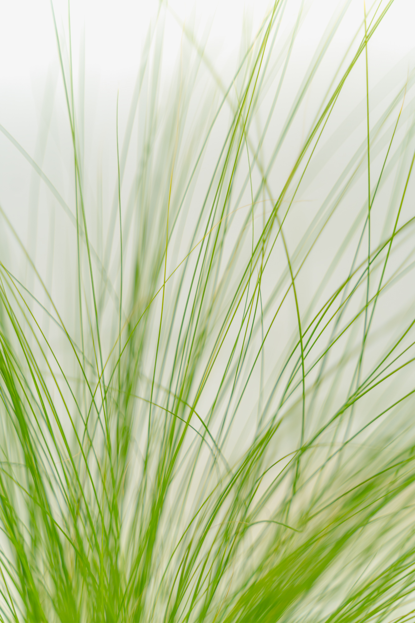 Mexican Feather Grass For Sale Online | The Tree Center