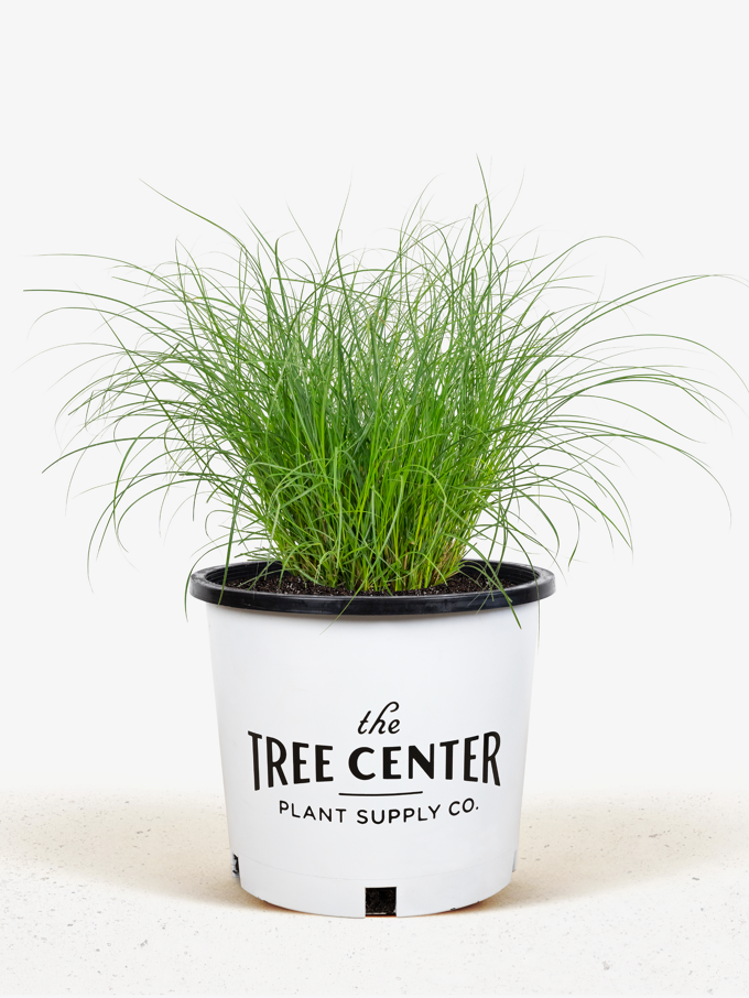 Black Mondo Grass | Buy Black Mondo Grass Online | The Tree Center