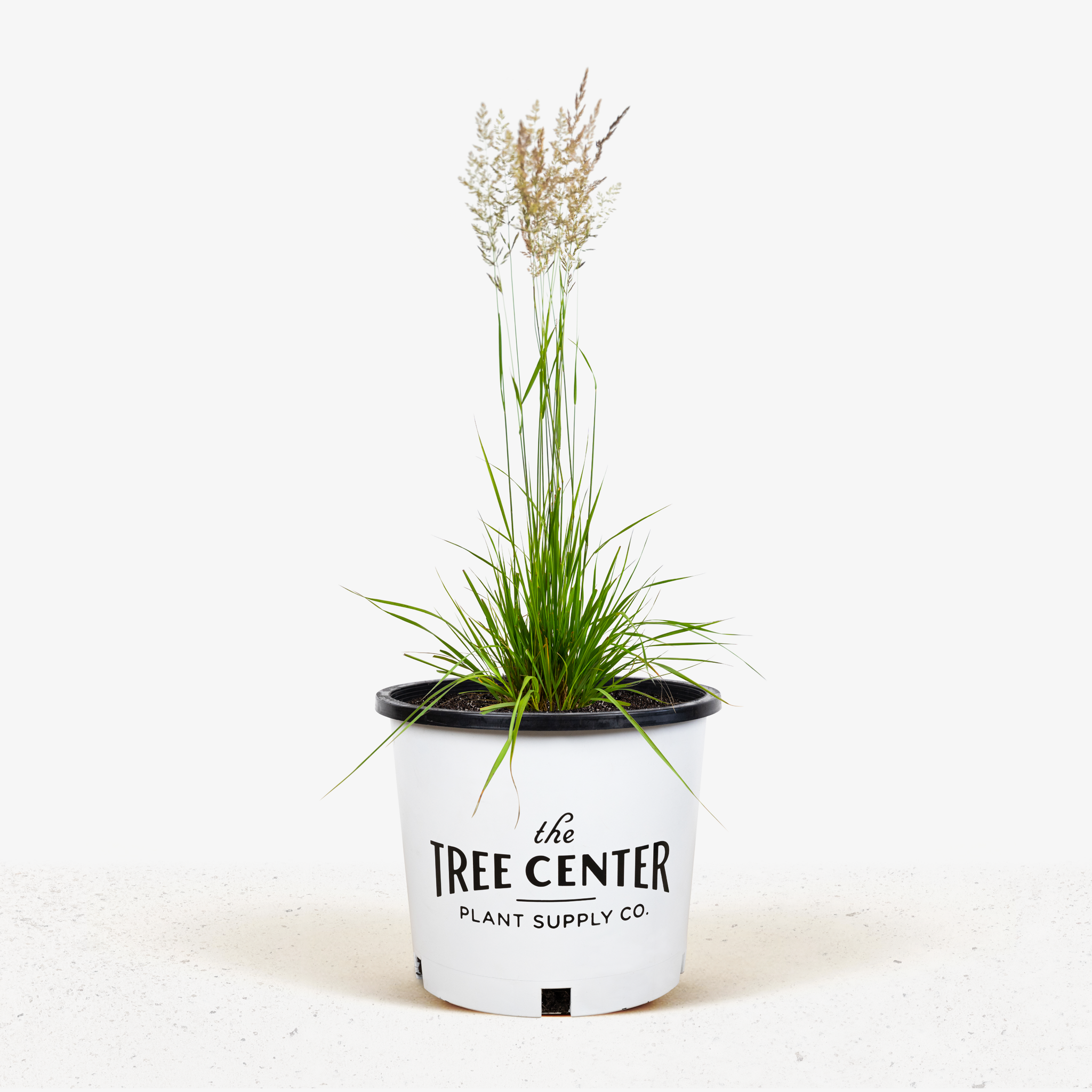 Karl Foerster Feather Reed Grass For Sale | The Tree Center