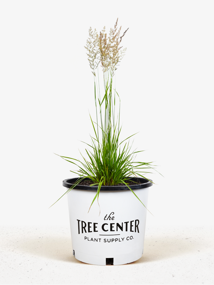 Little Zebra Grass For Sale Online | The Tree Center