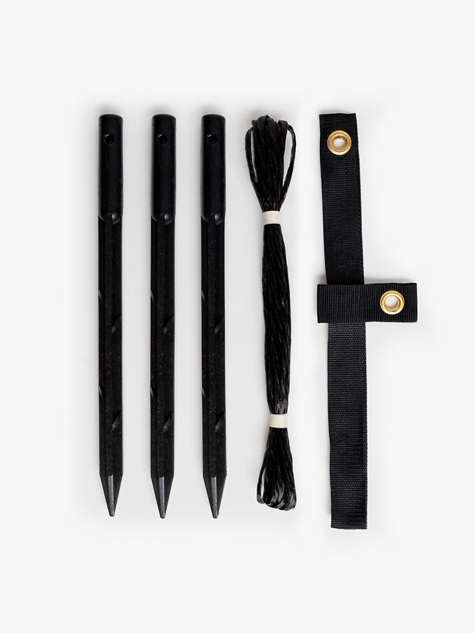 Tri-Color Beech Trees For Sale Online | The Tree Center