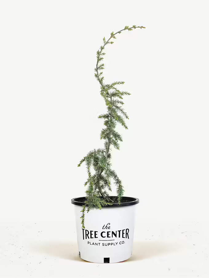 Columnar Blue Atlas Cedar For Sale Online | The Tree Center
