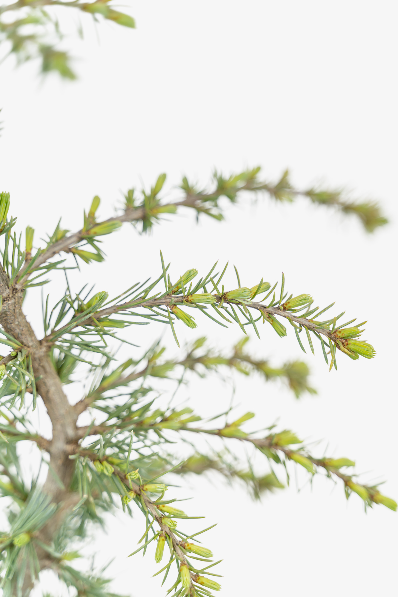 Weeping Blue Atlas Cedar Trees For Sale Online | The Tree Center