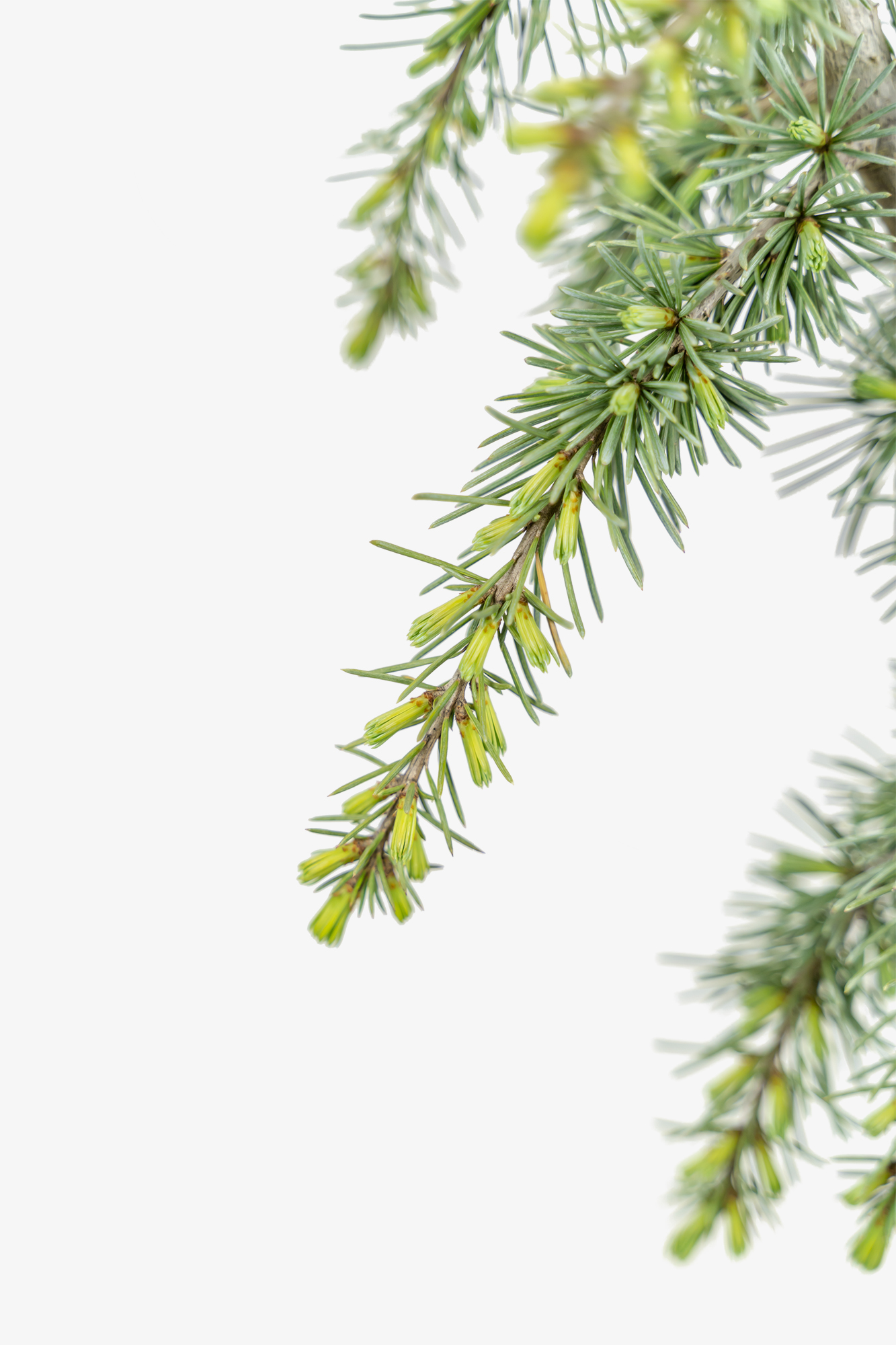 Weeping Blue Atlas Cedar Trees For Sale Online | The Tree Center