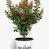 Plum Magic Crape Myrtle For Sale Online | The Tree Center