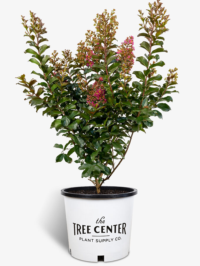 Buy Miss Francis Crape Myrtle Trees Online | The Tree Center