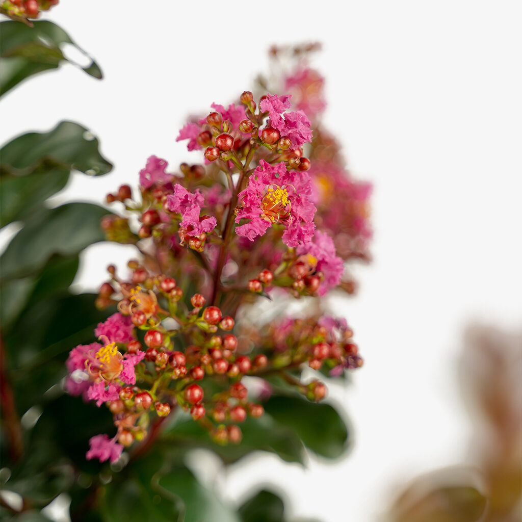 Plum Magic Crape Myrtle For Sale Online | The Tree Center