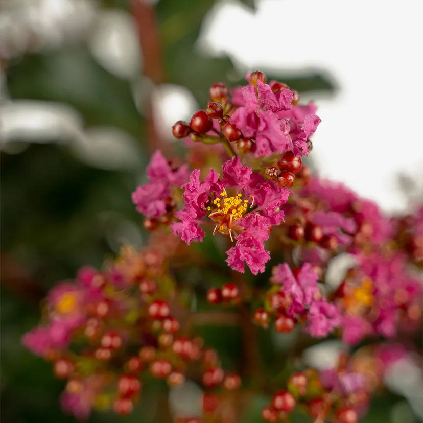 Plum Magic Crape Myrtle For Sale Online | The Tree Center