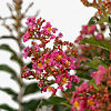 Plum Magic Crape Myrtle For Sale Online | The Tree Center