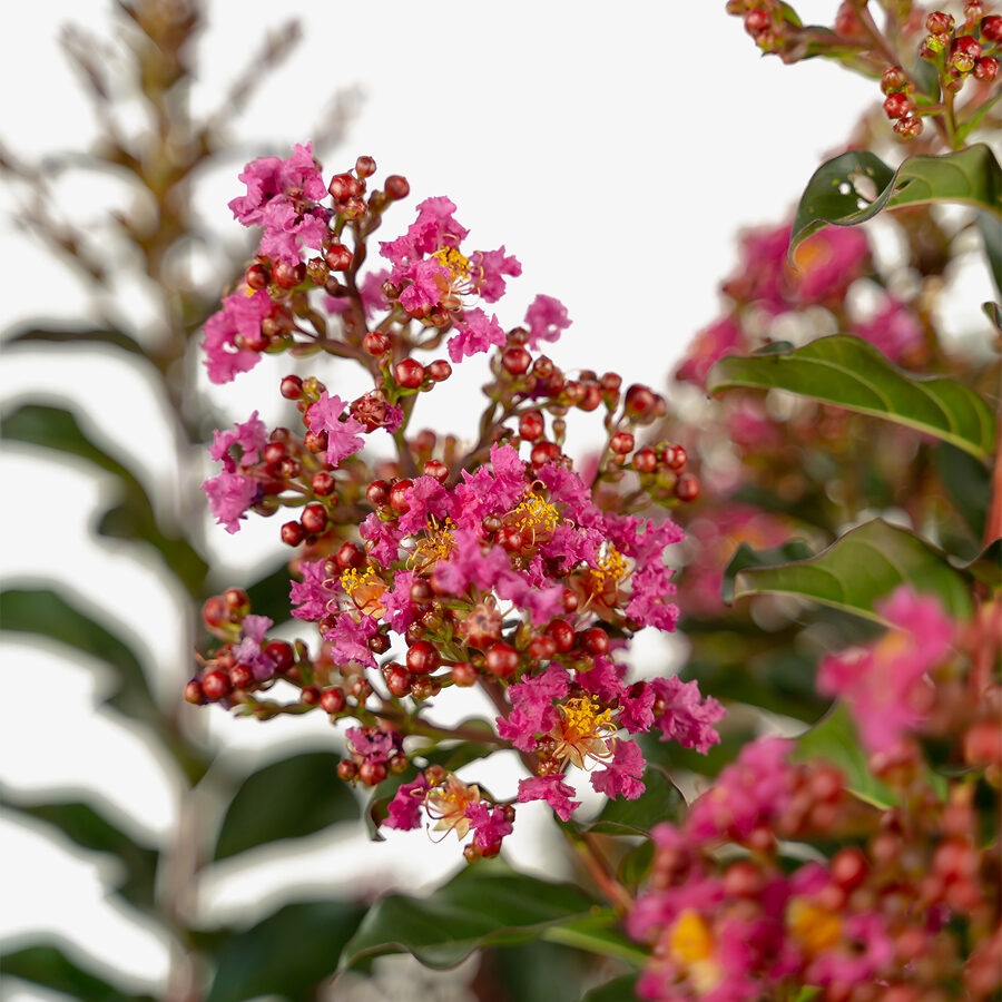 Plum Magic Crape Myrtle For Sale Online | The Tree Center