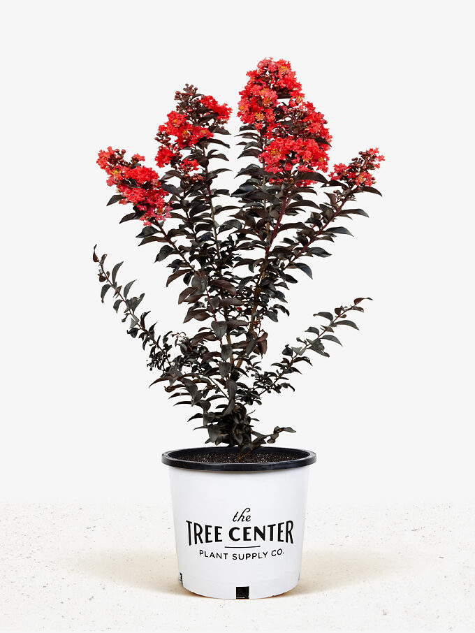 Buy Natchez Crape Myrtle Online | The Tree Center