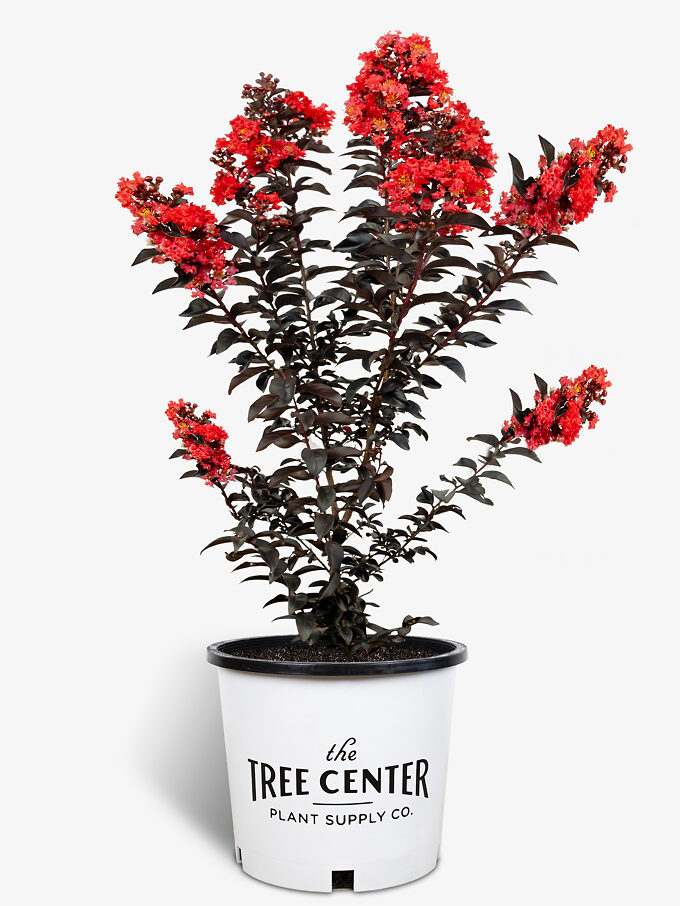 Buy Crepe Myrtle Trees | Crape Myrtle Trees For Sale | The Tree Center