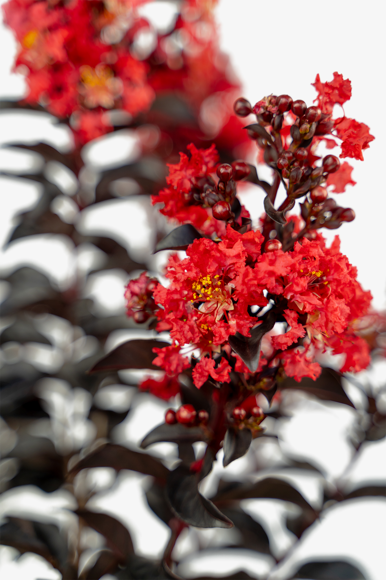 Sunset Magic Crape Myrtle Shrubs For Sale | The Tree Center