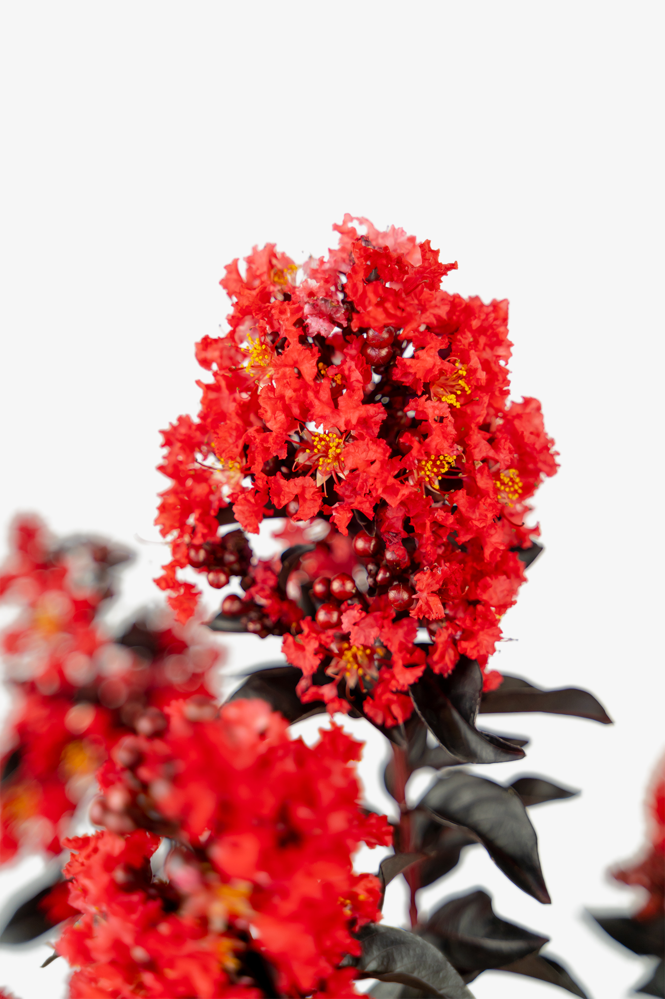 Sunset Magic Crape Myrtle Shrubs For Sale | The Tree Center