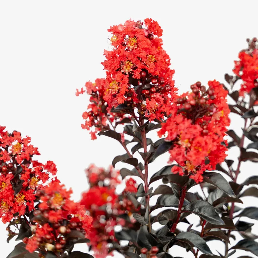 Sunset Magic Crape Myrtle Shrubs For Sale | The Tree Center