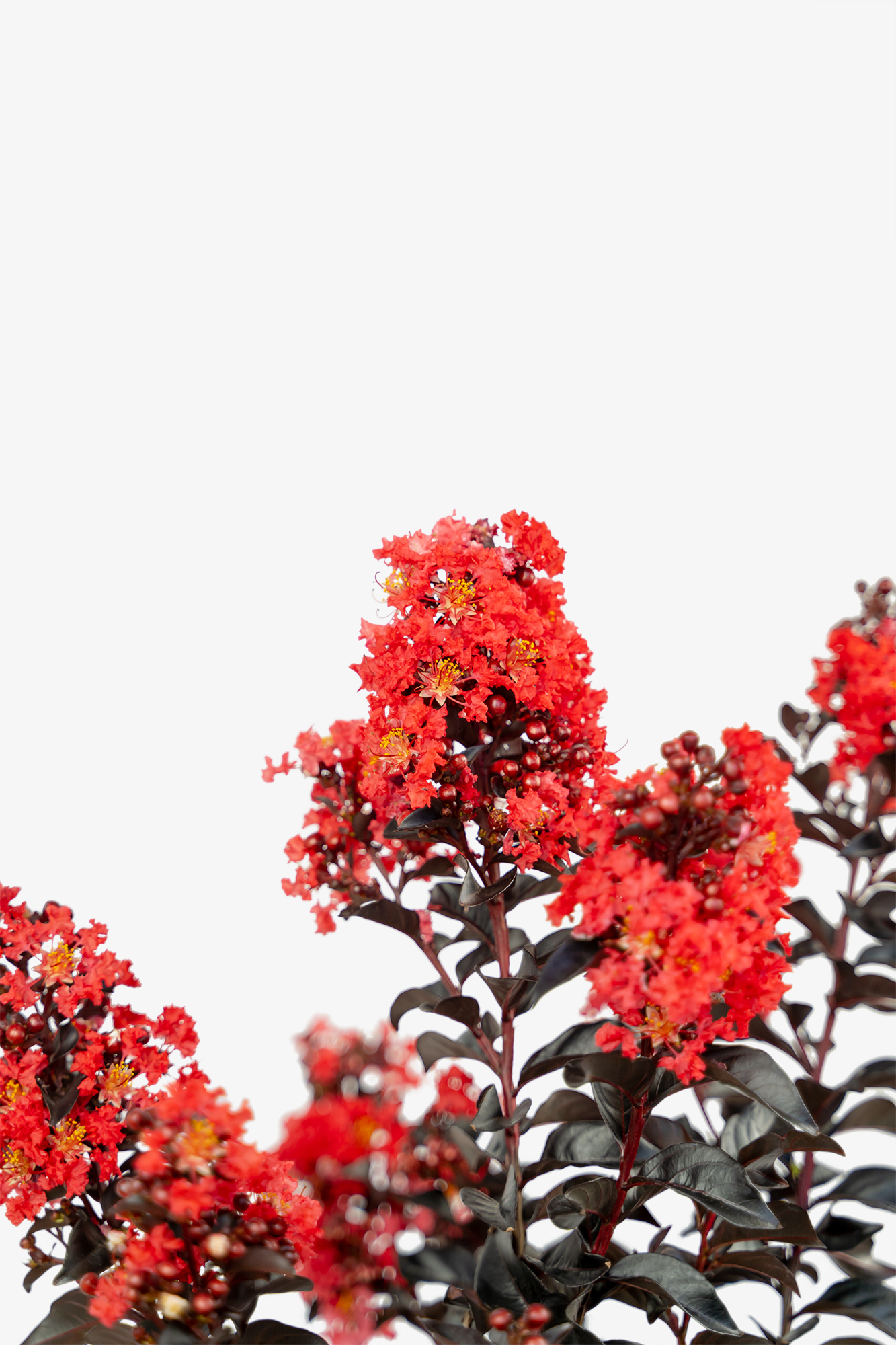 Sunset Magic Crape Myrtle Shrubs For Sale | The Tree Center